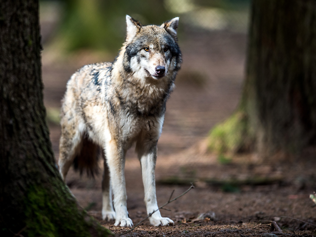 Schon wieder ein Wolf im Kanton Zürich gesichtet | Züriost